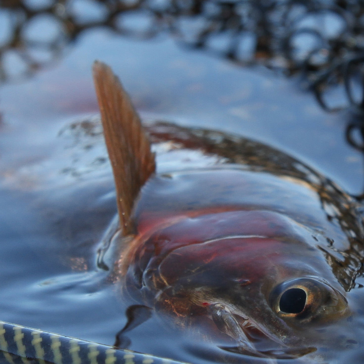 Tailwater Fly Fishing – Feather Craft Fly Fishing